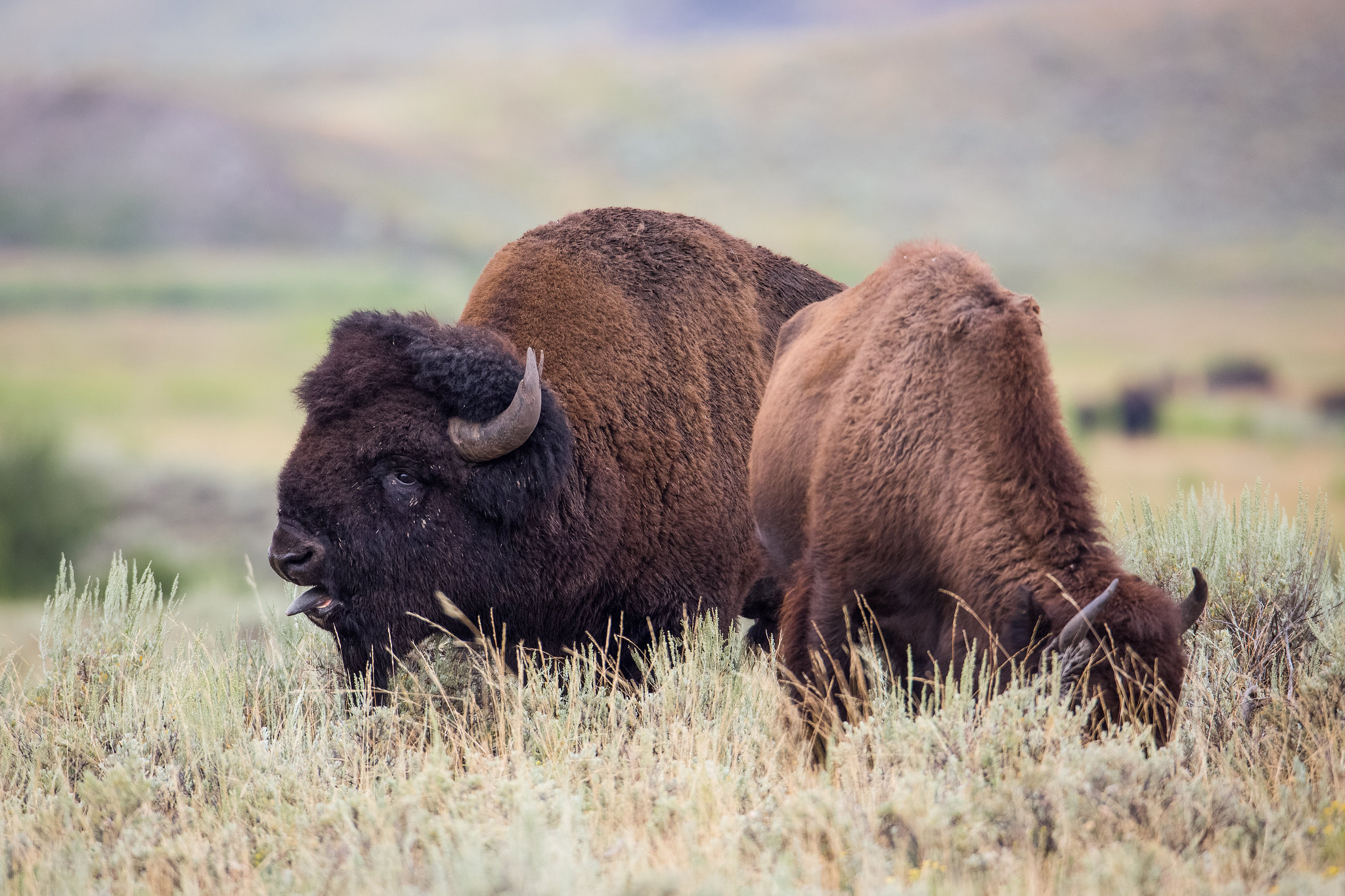 Bison rut in full swing at Yellowstone National Park - National Park ...