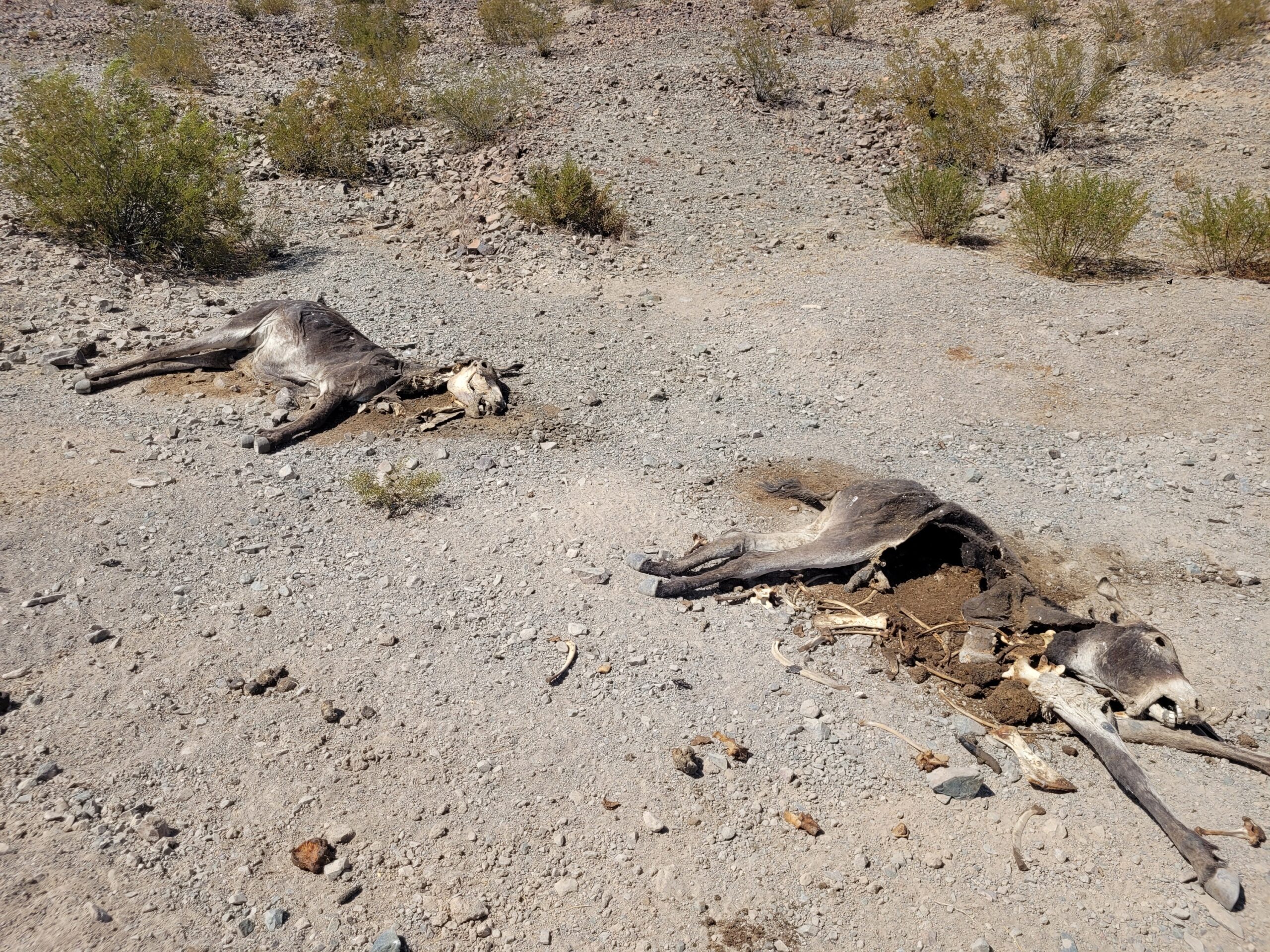 Harmful algae bloom suspected in 11 burro deaths at Death Valley ...