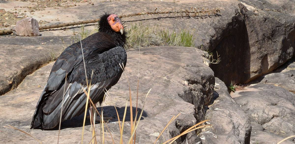 28th annual condor release to be live-streamed this weekend - National ...
