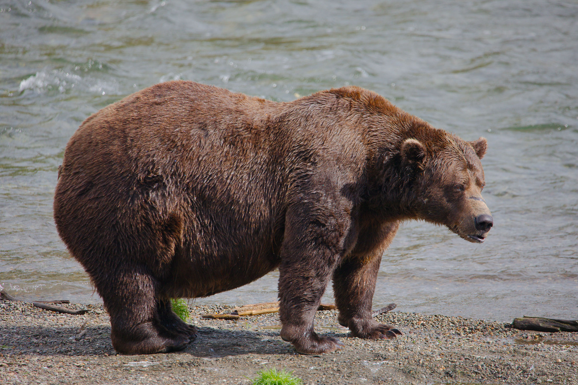 Fat Bear Week Returns: Katmai’s bears prep for winter hibernation ...