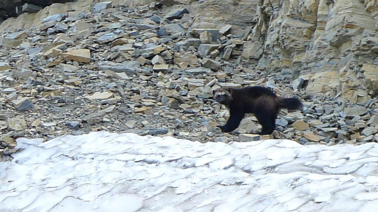 Wolverine populations slowly recover in lower 48, which national parks ...