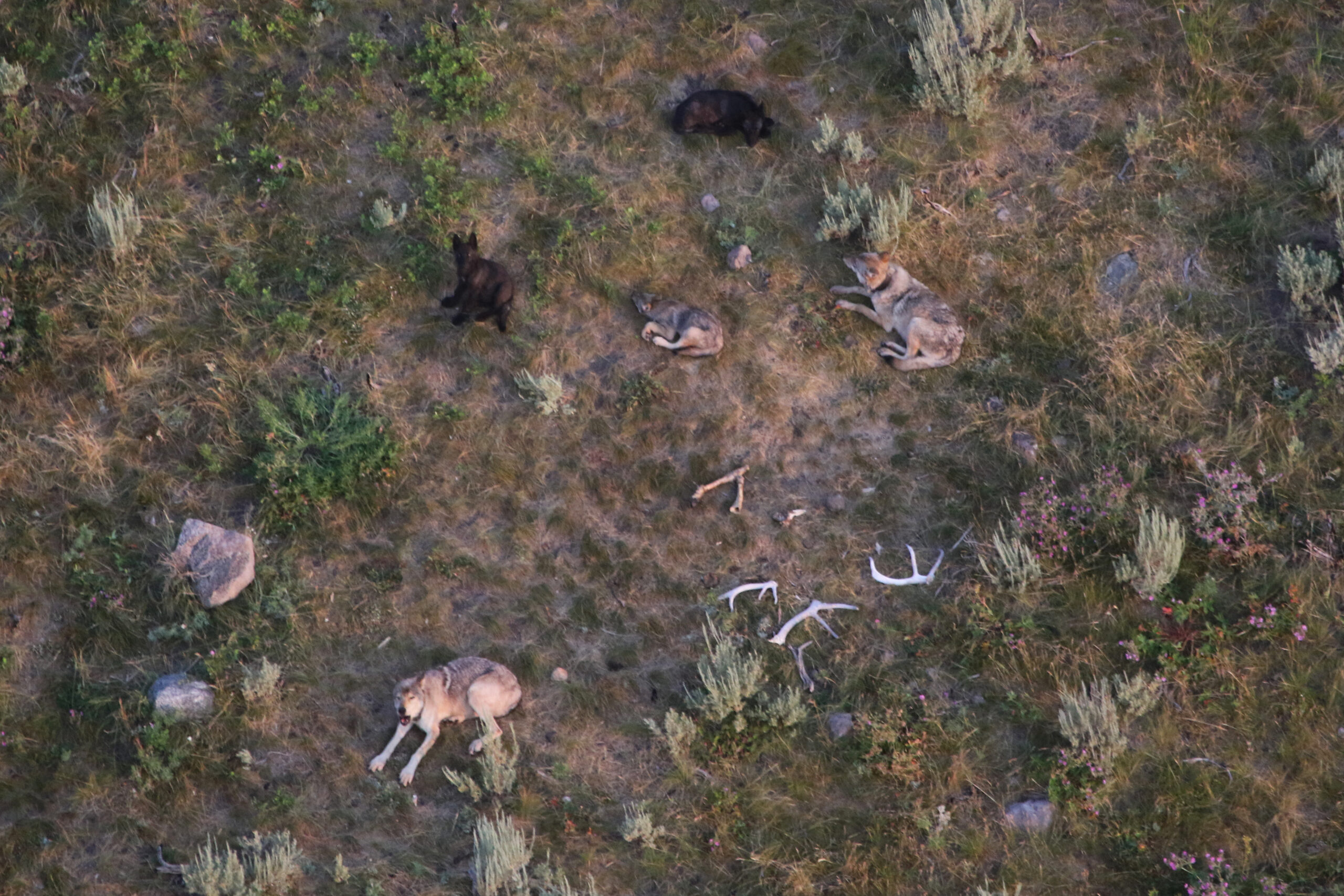 Yellowstone wolf researcher gives update on 907F's pack and pups ...