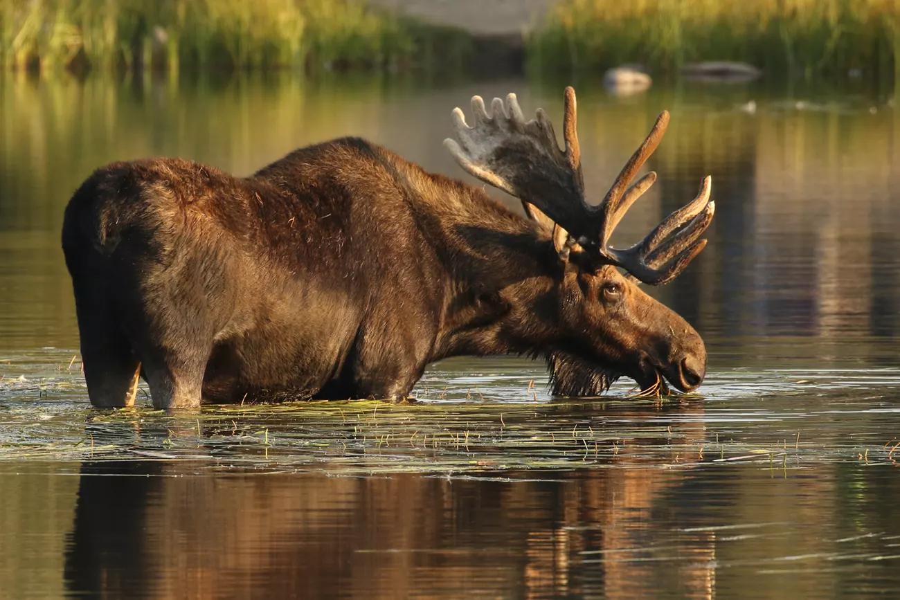A Growing Moose Population Is Threatening Rocky Mountain National Park ...