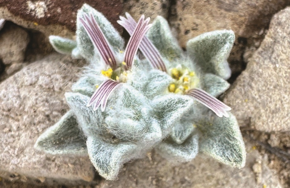 First New Plant Species Discovered in a U.S. National Park in 50 Years ...