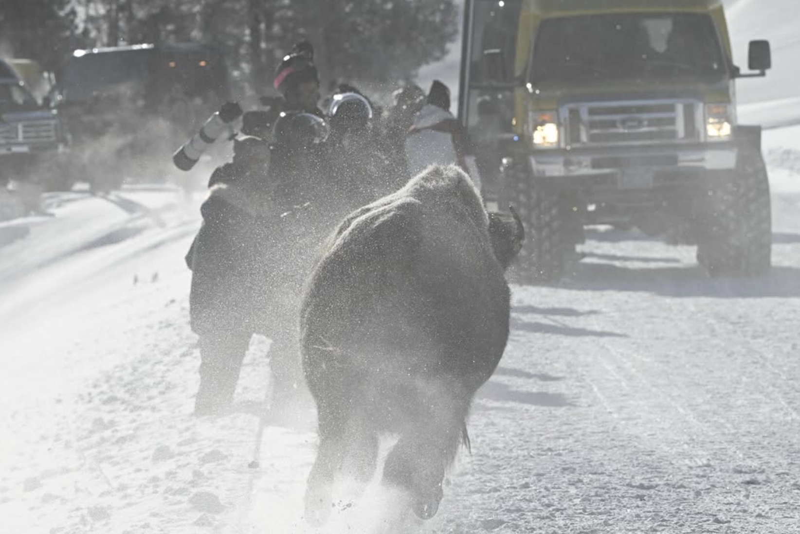 Bison Stampede Caught on Camera After Wolves Take Down Calf - National ...