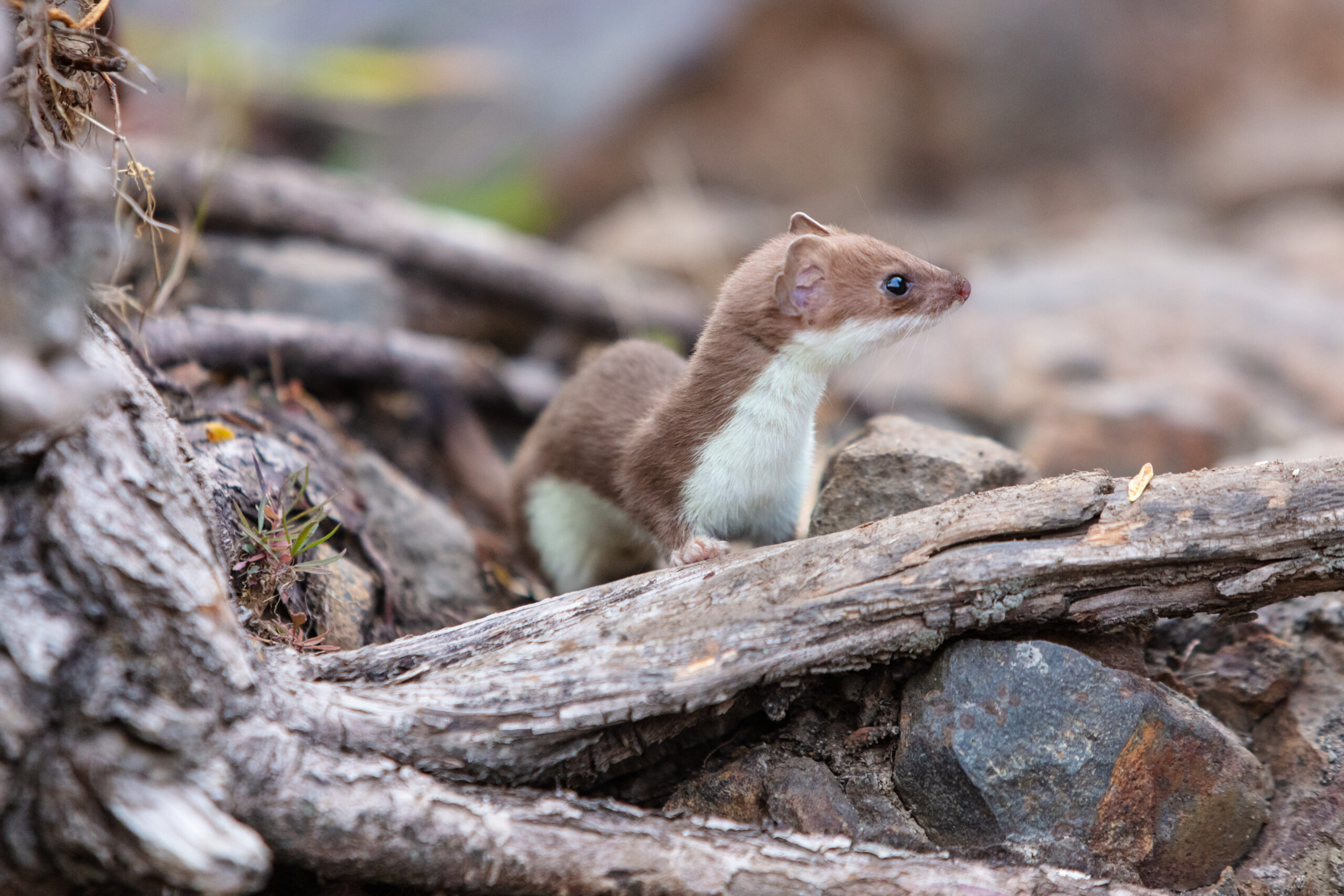 Meet the weasel: The world's smallest carnivore - National Park Explorer