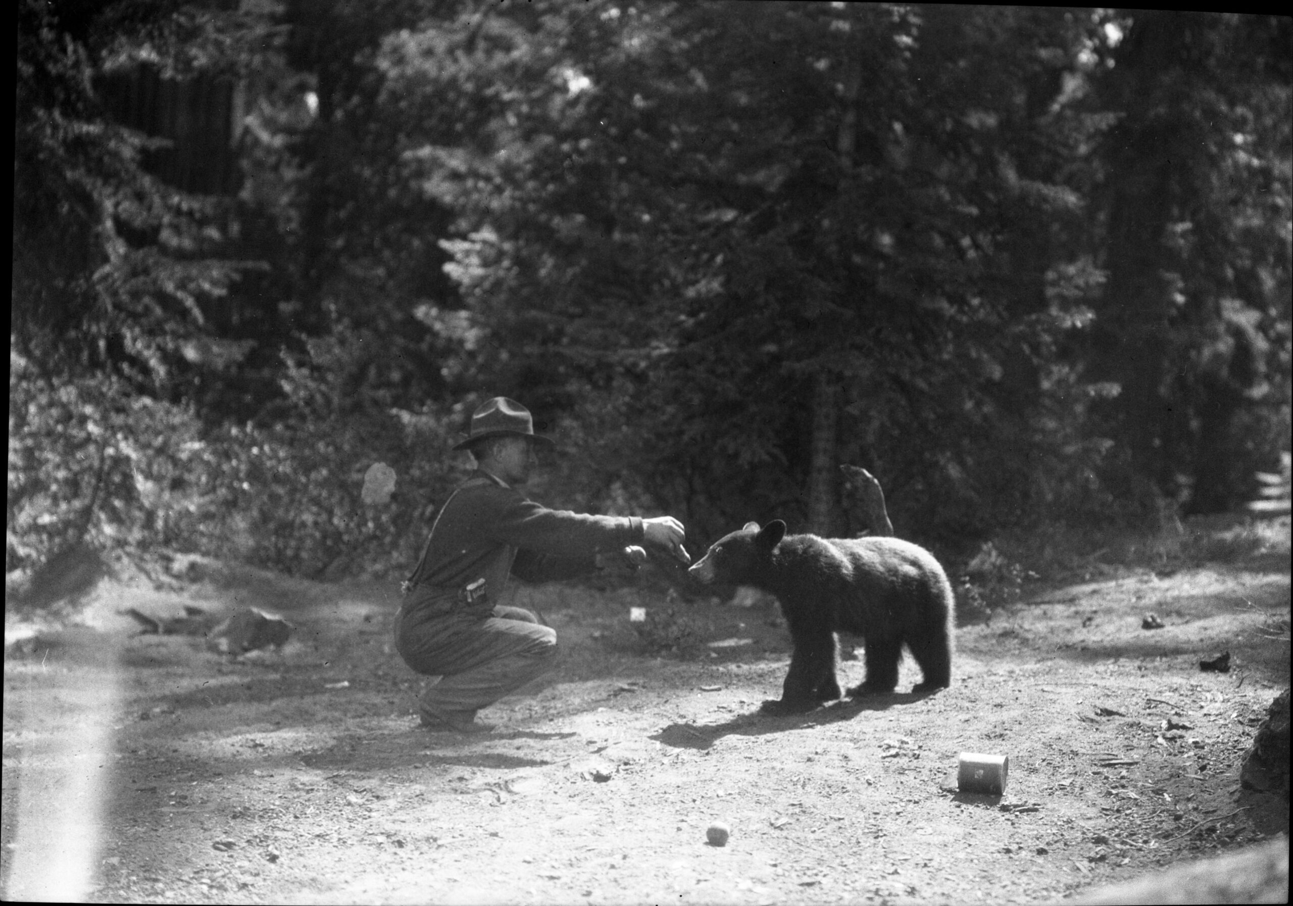 The wild history about feeding bears in America's National Parks ...