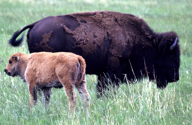 Bison calving season is beginning in Yellowstone National Park ...