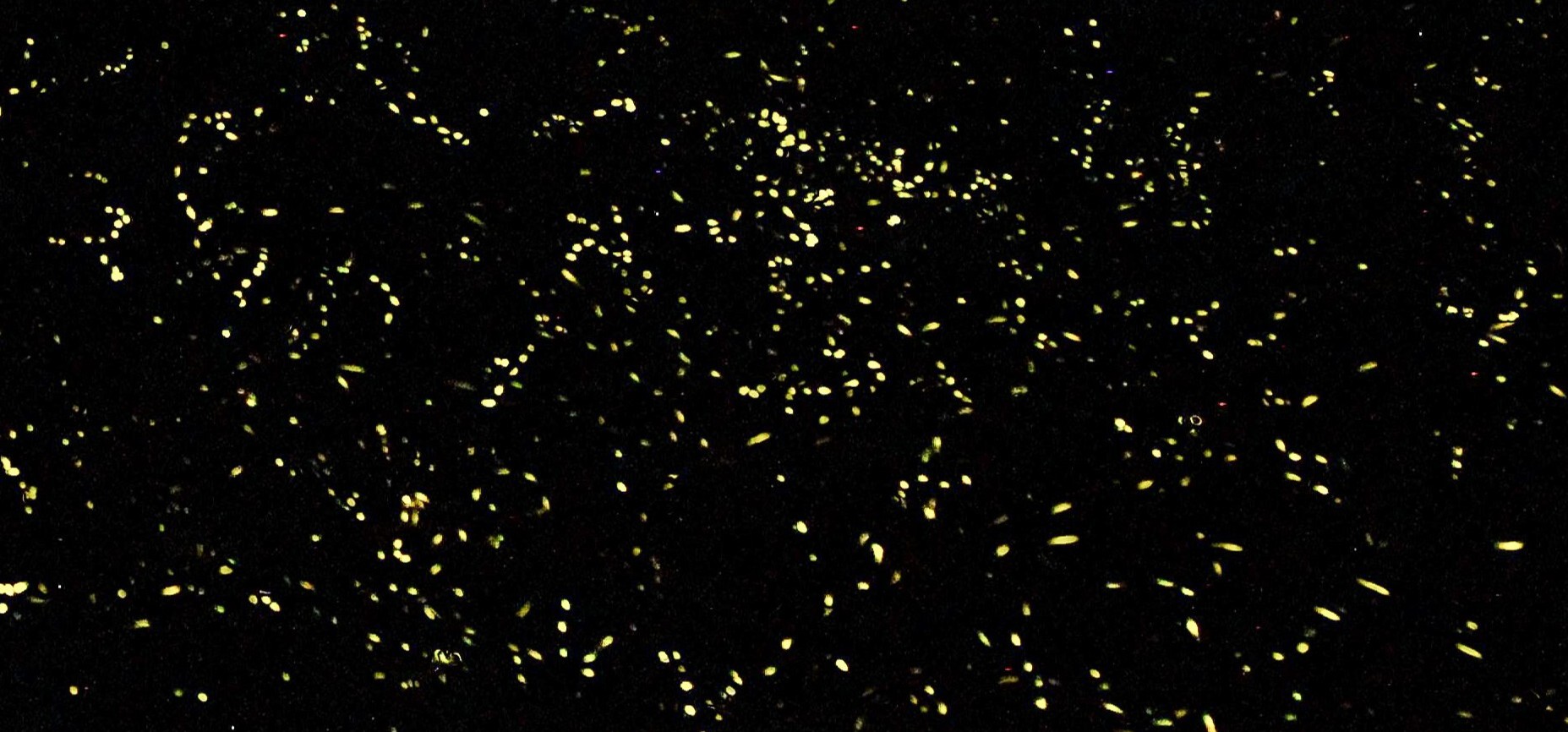 Lottery now open for synchronous firefly event at Great Smoky Mountains ...